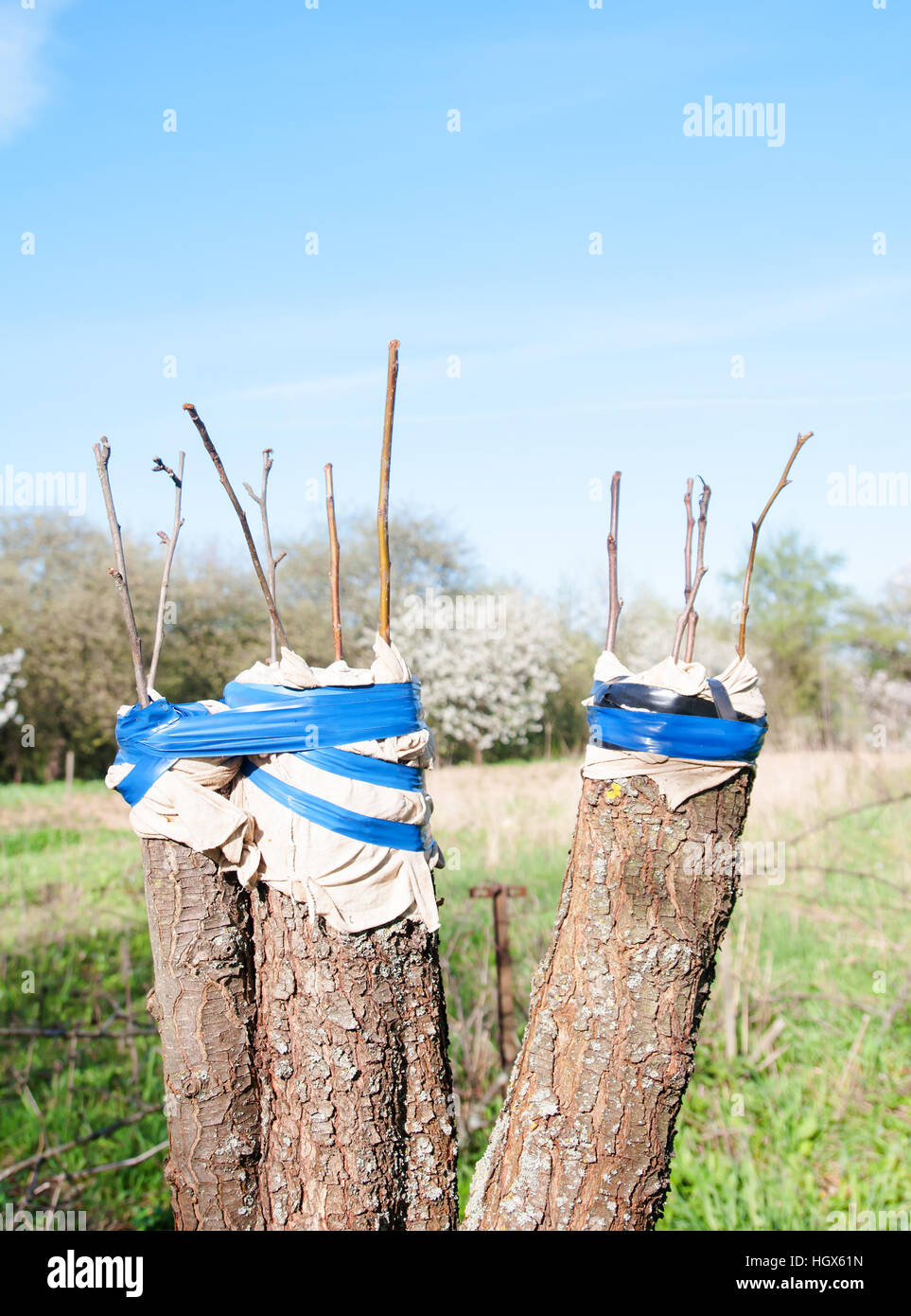Apple root graft hi-res stock photography and images - Alamy