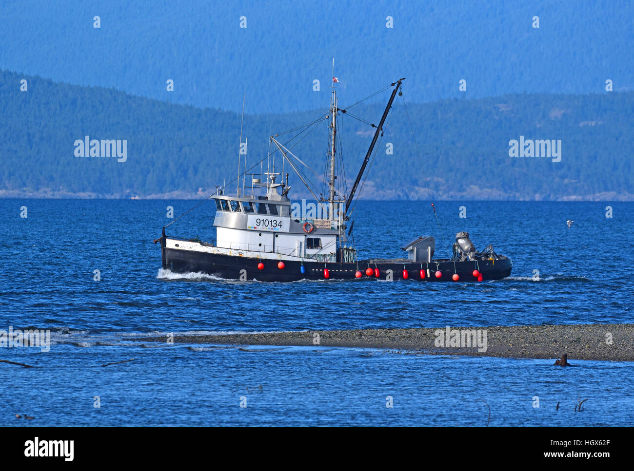 Pacific herring roe harvest hi-res stock photography and images - Alamy