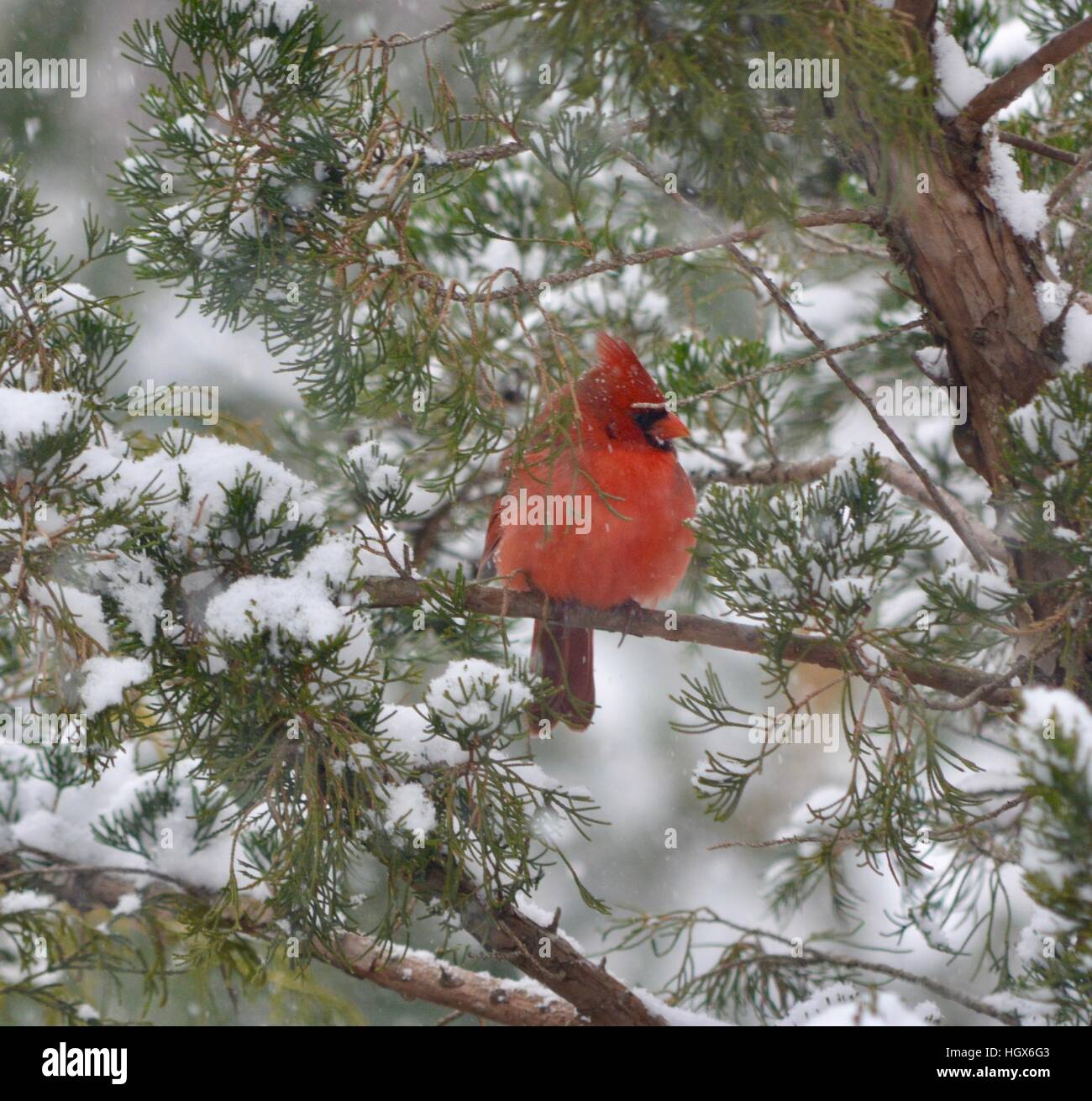 Cardinal in pine tree hi-res stock photography and images - Alamy