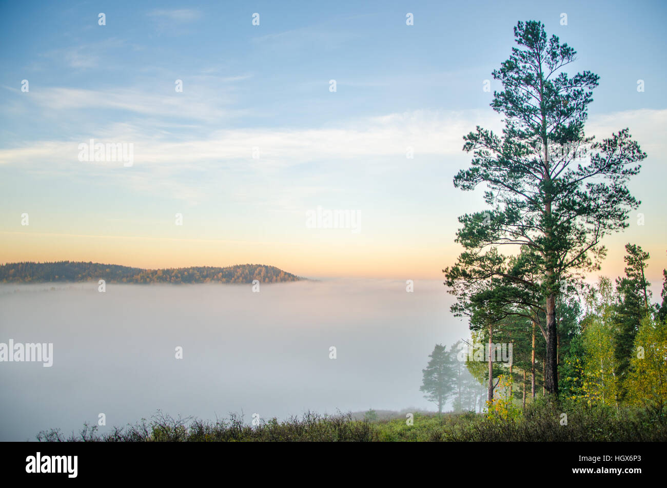 conifer tree at the top in the morning mist. forest with a bird's eye ...