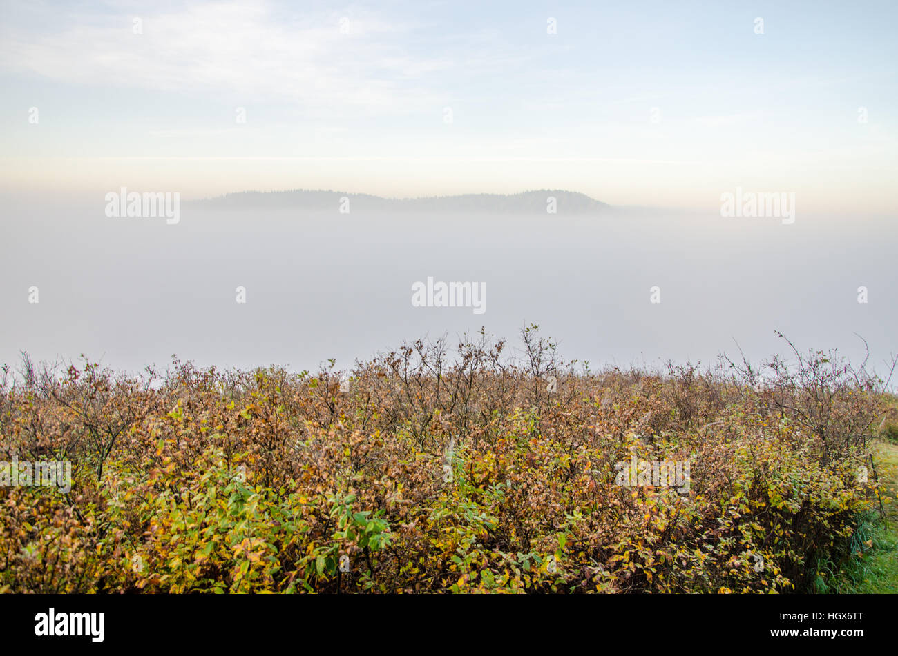 Top view dense forest thick hi-res stock photography and images - Alamy