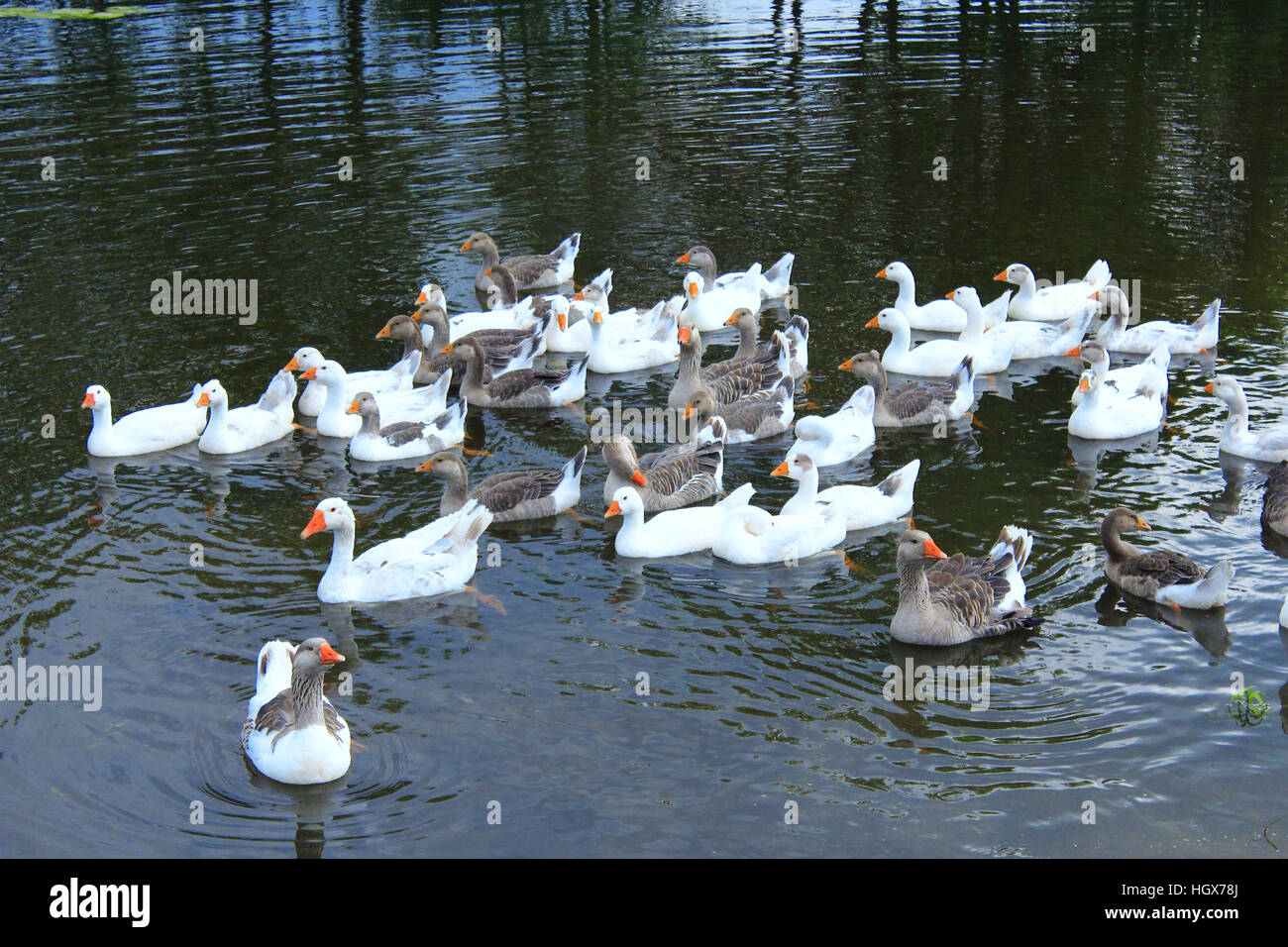 hatch of domestic white geese swimming on the water Stock Photo - Alamy