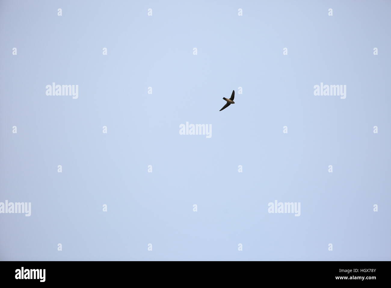 Linchi hi-res stock photography and images - Alamy