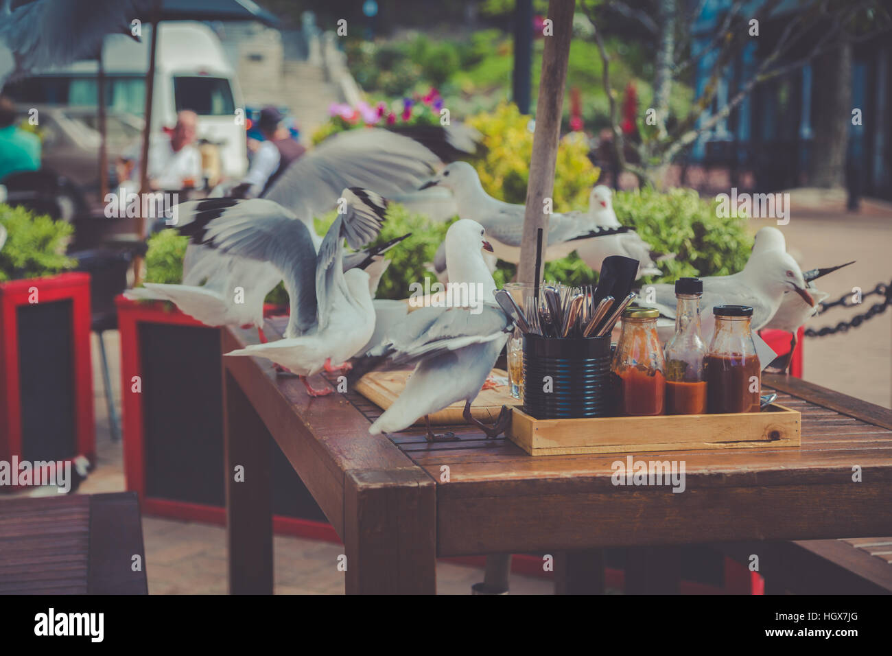 Seagulls stealing food hi-res stock photography and images - Alamy