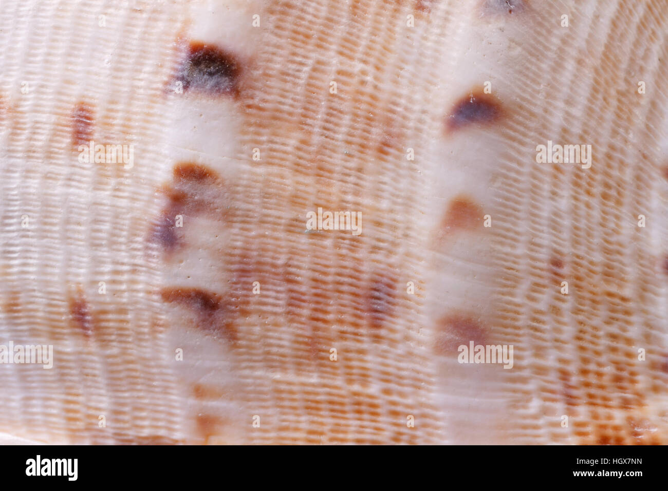 texture spotted sea shells close up. macro Stock Photo - Alamy