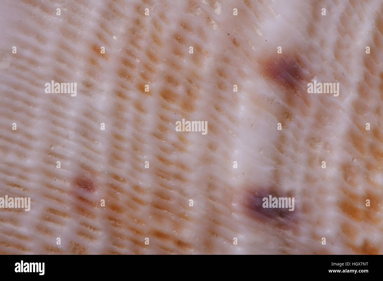 texture spotted sea shells close-up. macro background Stock Photo - Alamy