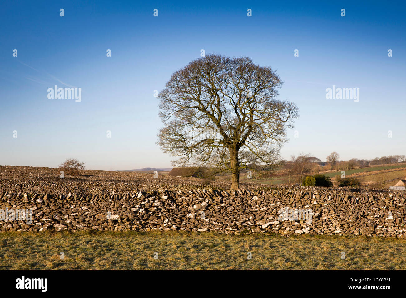 UK, England, Derbyshire, Litton, tree on farmland between dry stone ...