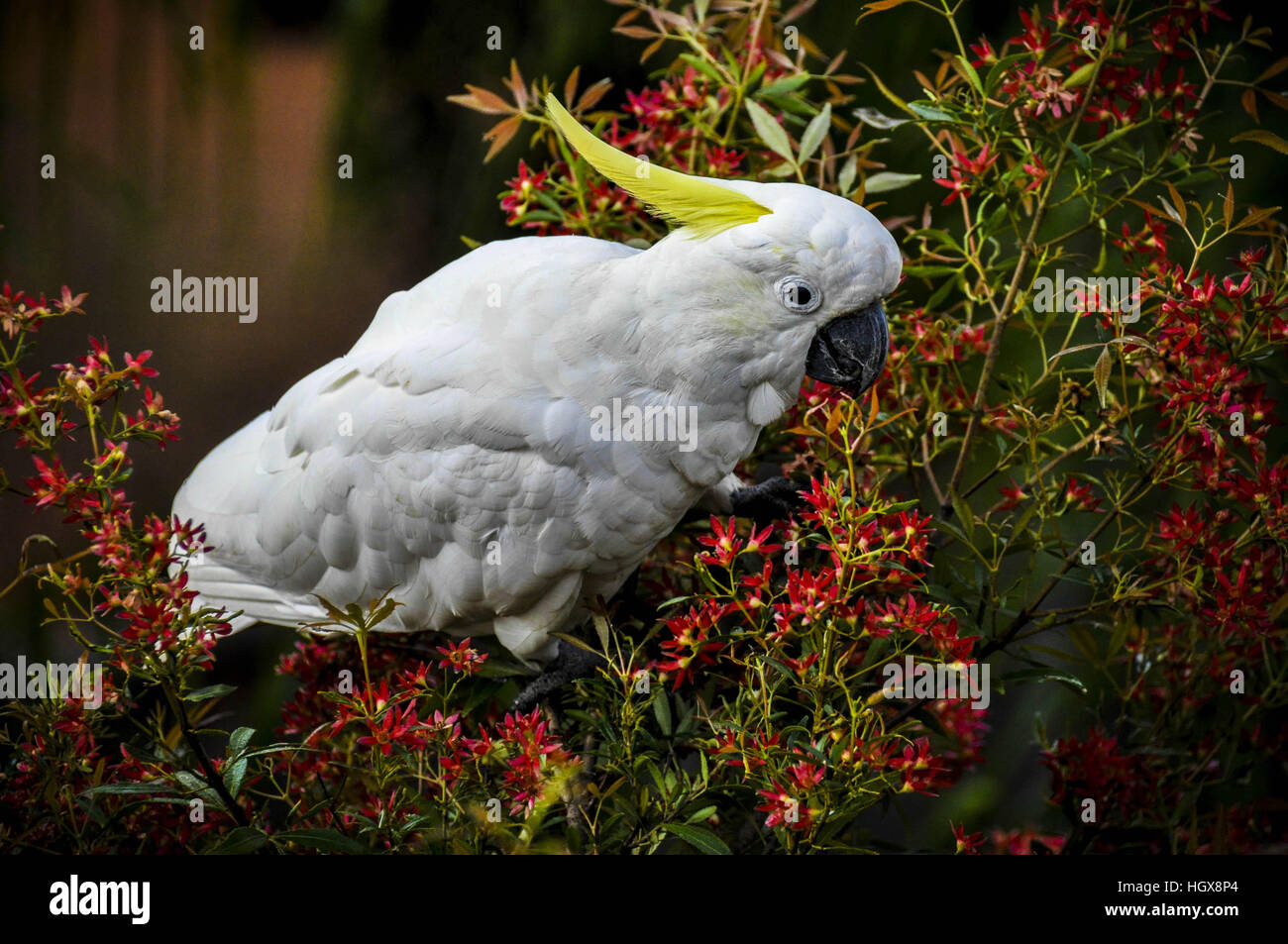 Kakadu in Bush Stock Photo - Alamy