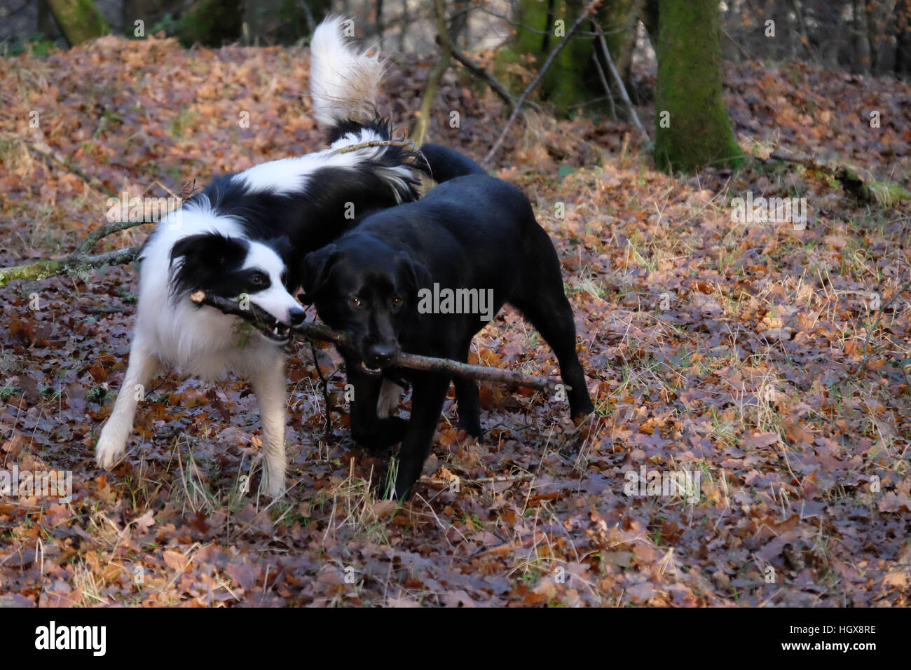Dogs playing in country side Stock Photo - Alamy