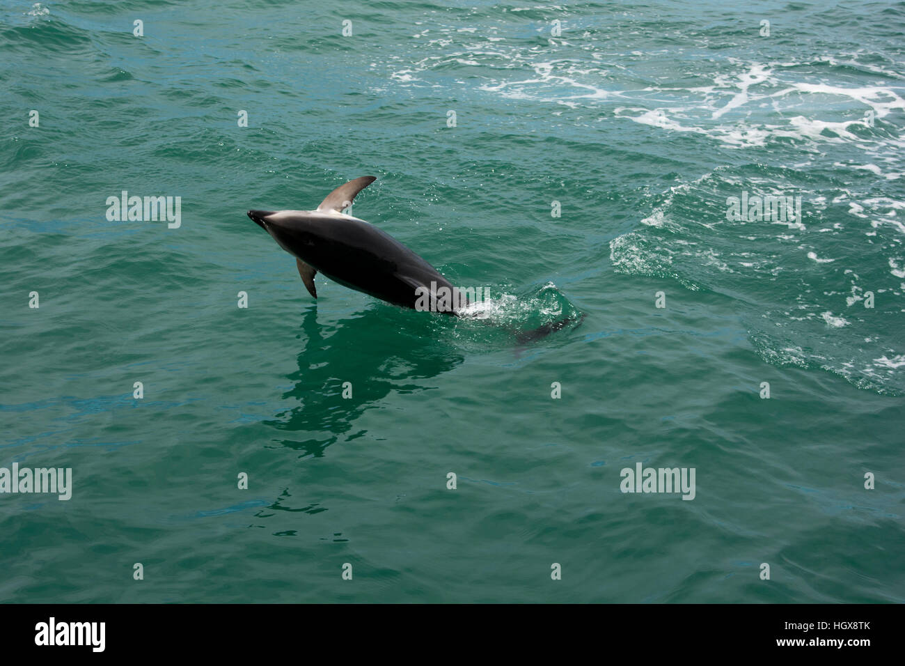 Dusky Dolphin jumping in the Pacific Ocean near Kaikoura in New Zealand ...