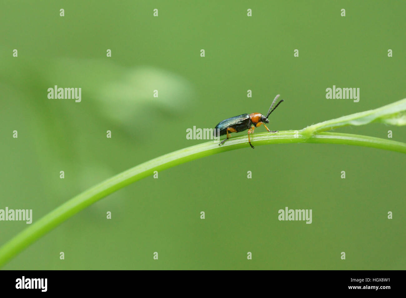 Cantharis hi-res stock photography and images - Alamy