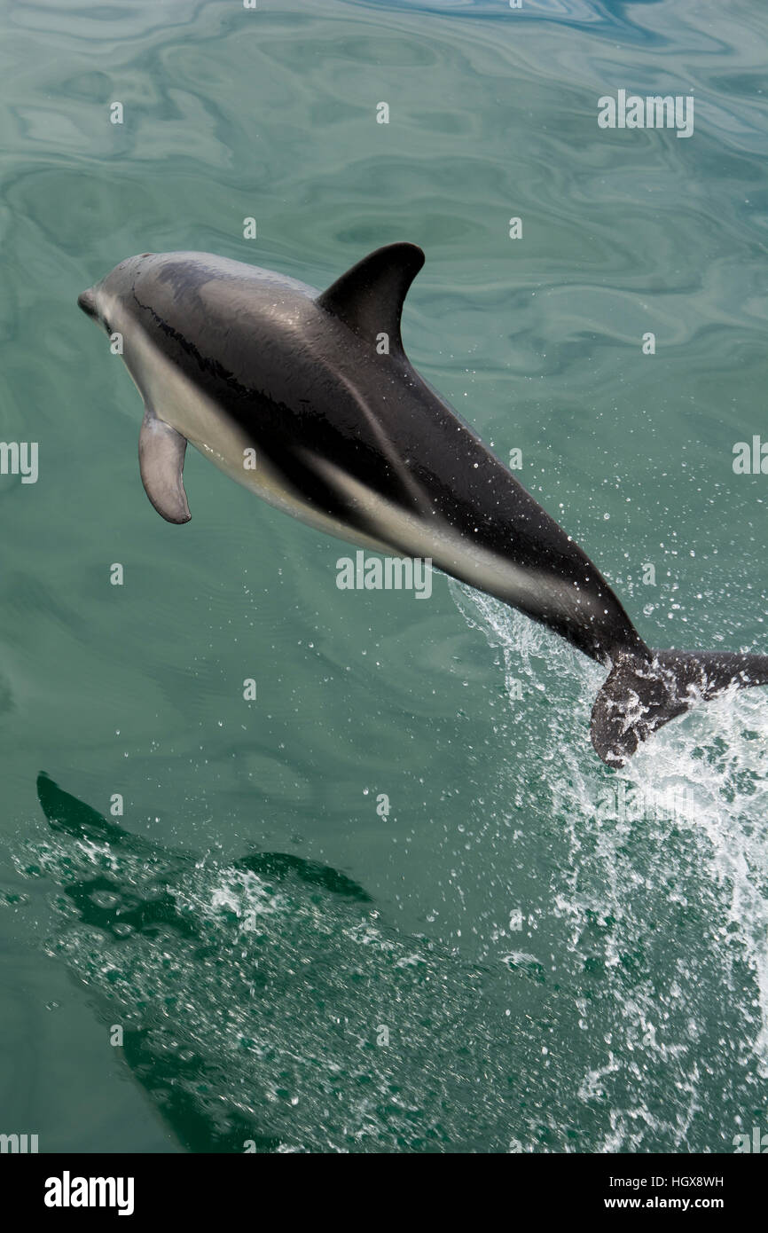 Dusky Dolphin jumping in the Pacific Ocean near Kaikoura in New Zealand ...