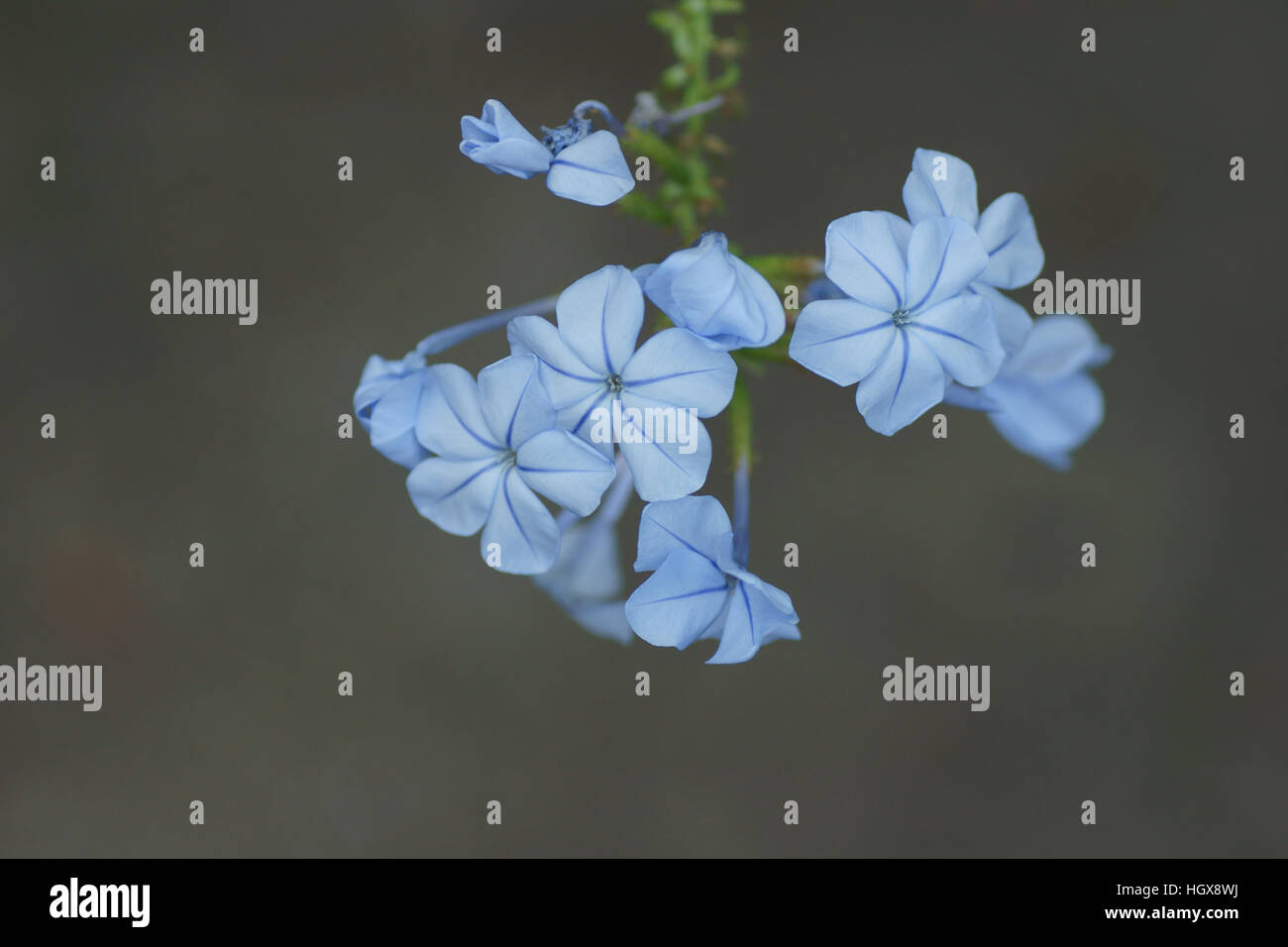 Cape leadwort flower hi-res stock photography and images - Alamy