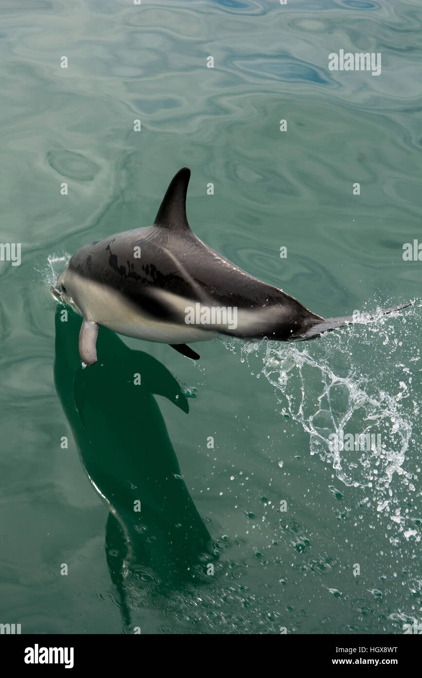 Dusky Dolphin jumping in the Pacific Ocean near Kaikoura in New Zealand ...