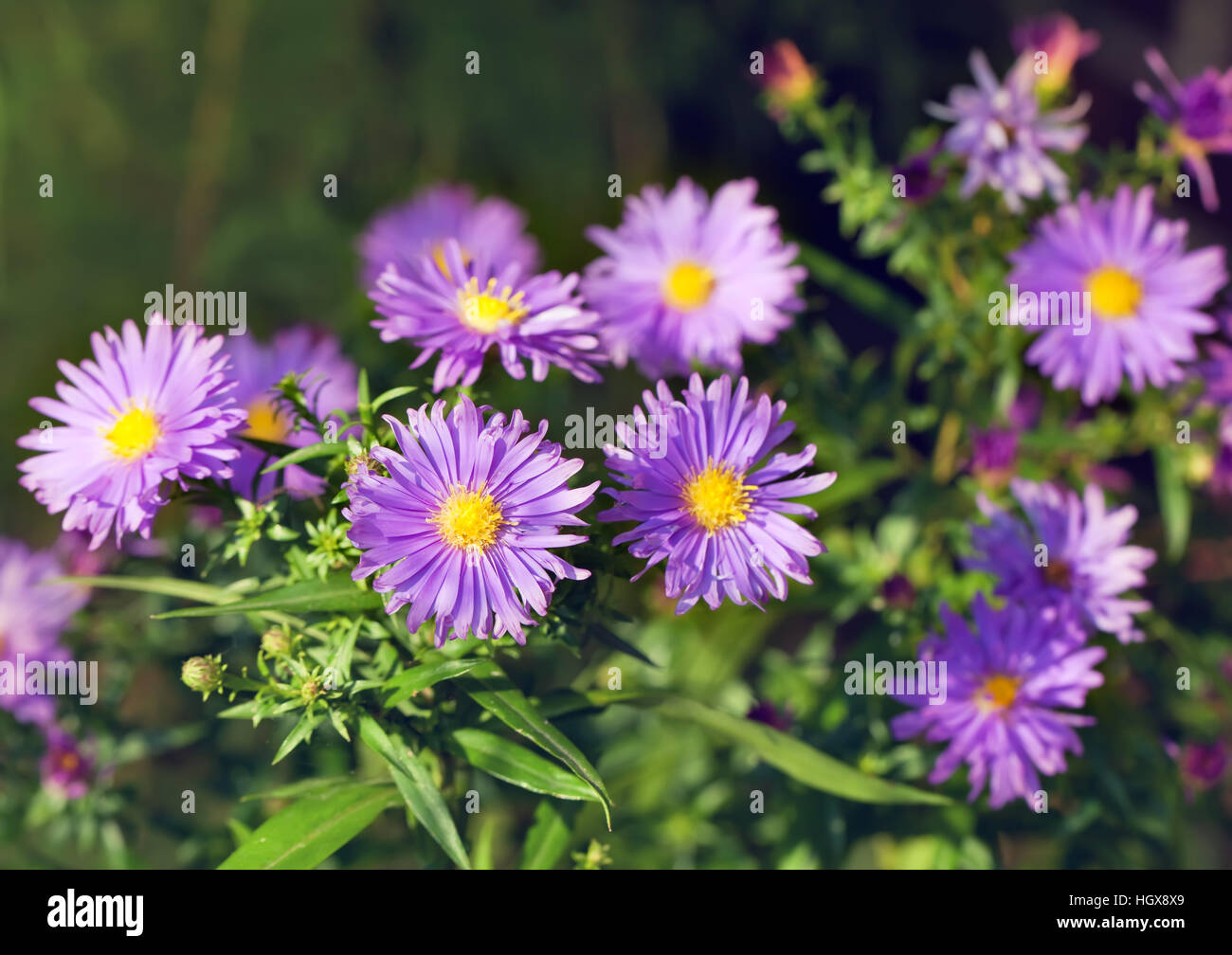 Aster violet hi-res stock photography and images - Alamy