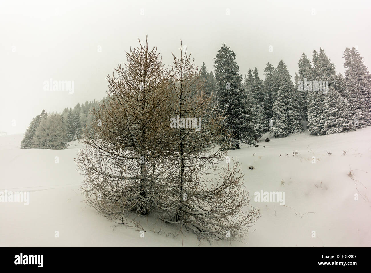 Trees in the Swiss Alps under an heavy snowfall - 5 Stock Photo - Alamy