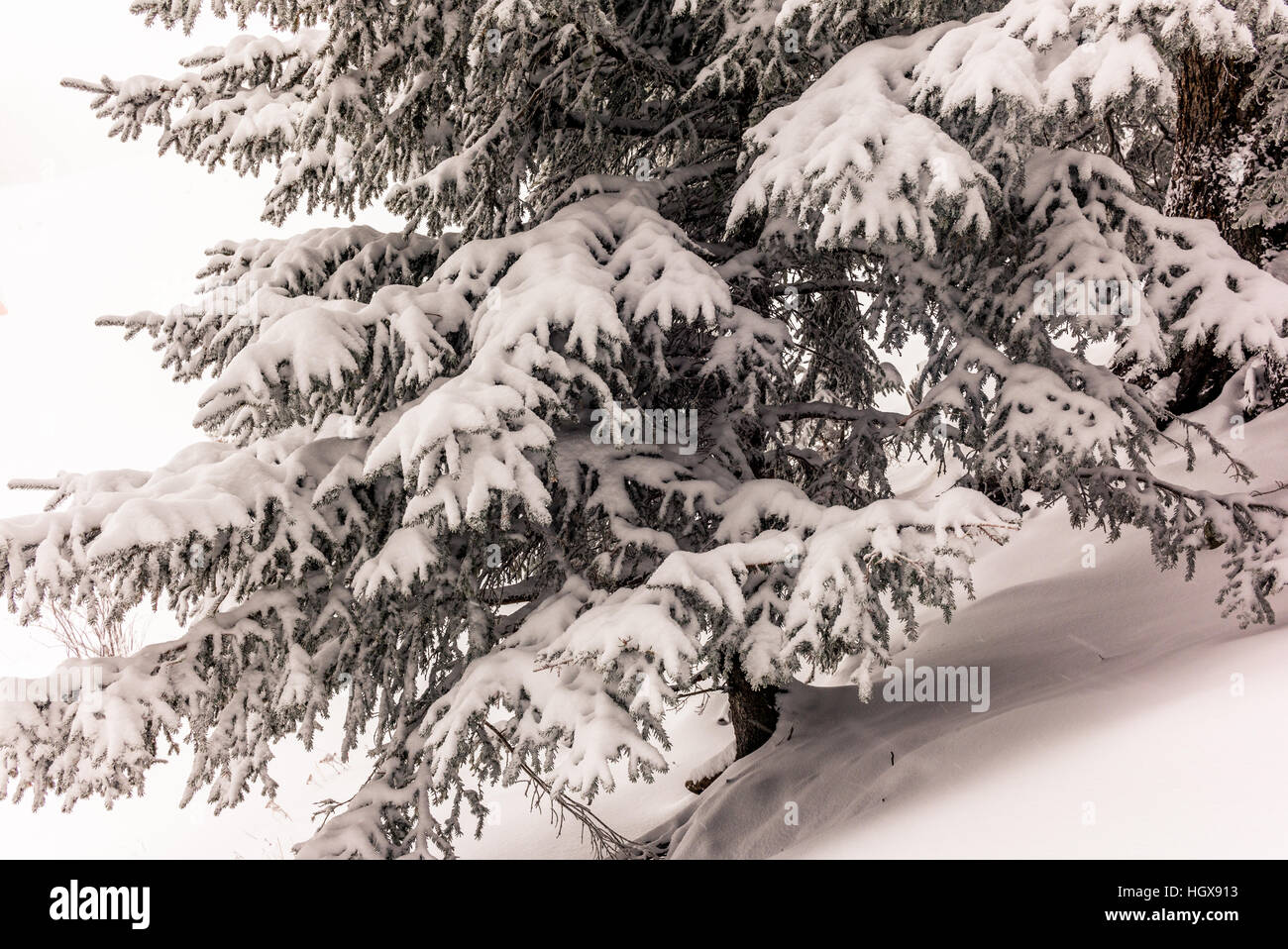Trees in the Swiss Alps under an heavy snowfall - 11 Stock Photo - Alamy