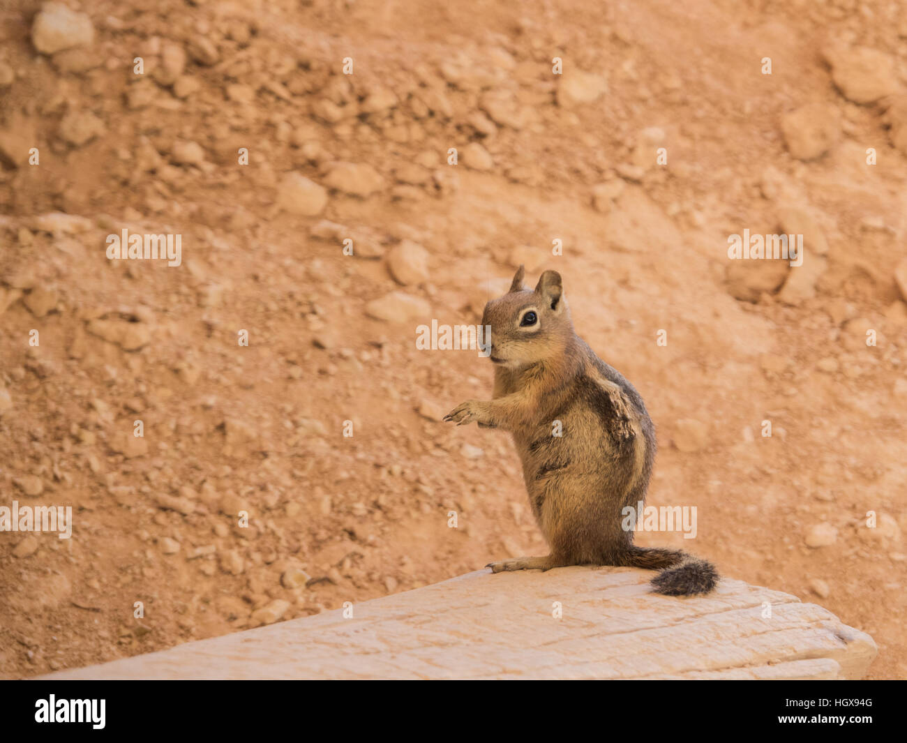 Closeup of a chipmunk at Bryce Canyon National Park, Utah, United ...