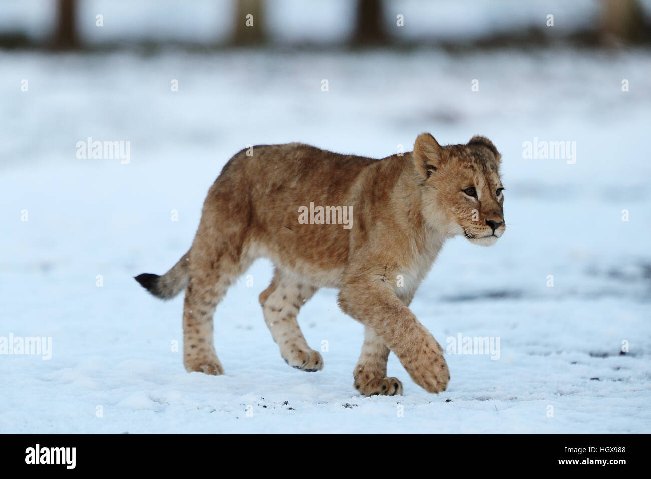 A lion cub in the snow at Blair Drummond Safari Park near Stirling ...