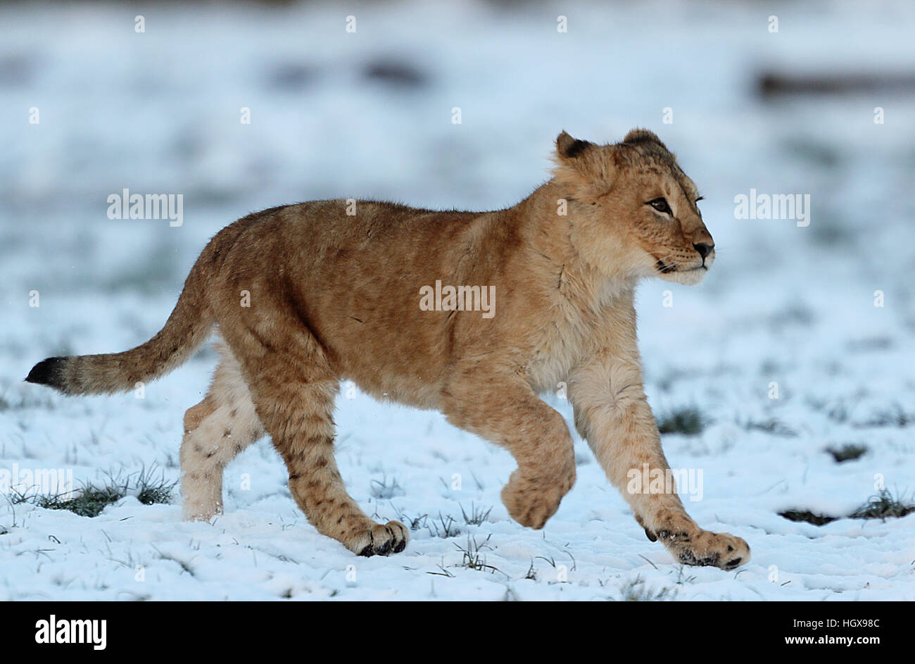 A lion cub in the snow at Blair Drummond Safari Park near Stirling ...