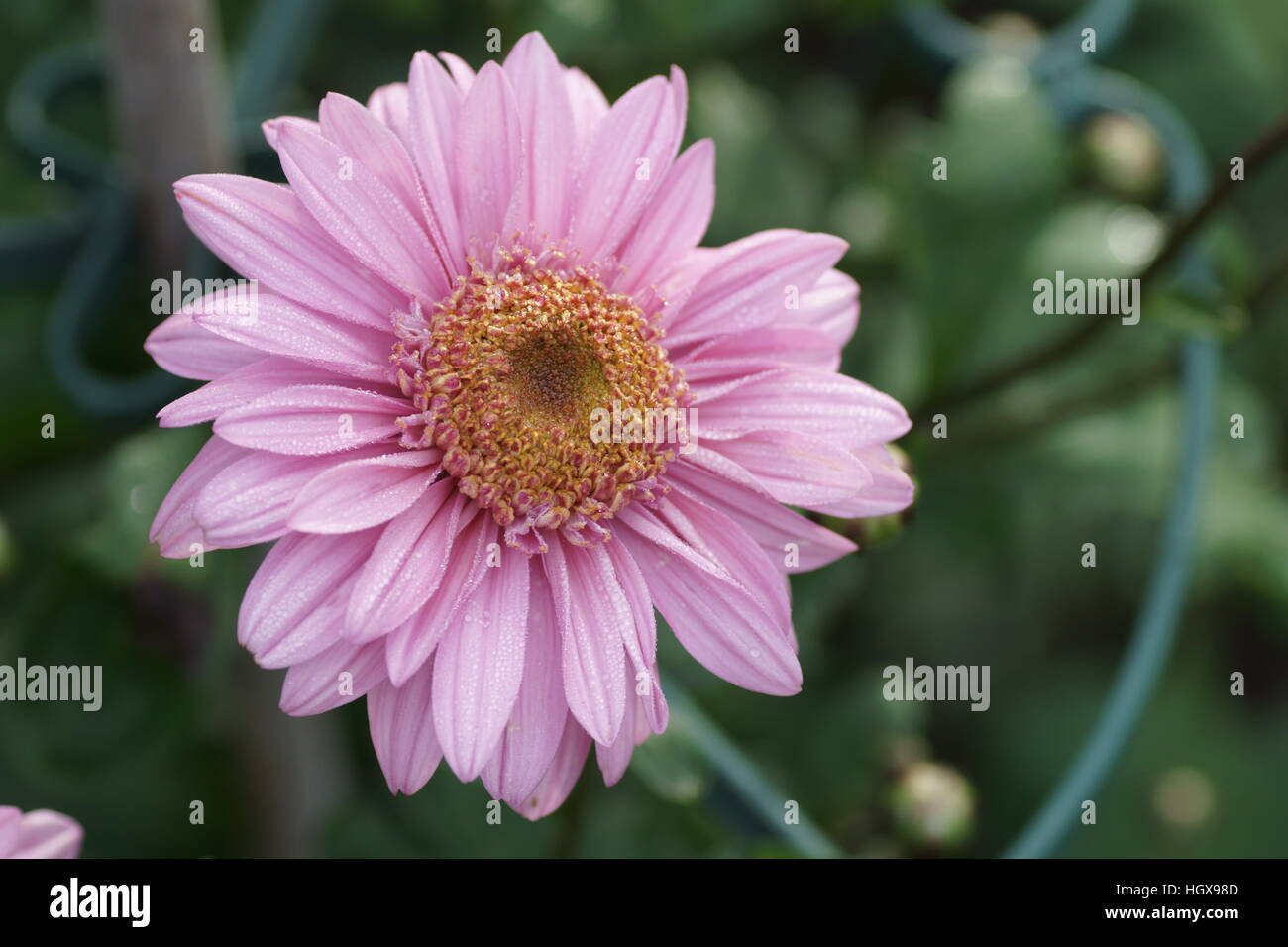 Chrysanthemum lucy hi-res stock photography and images - Alamy
