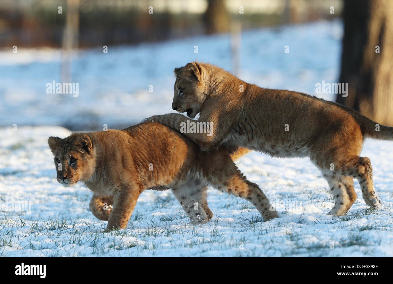 Lion cubs blair drummond safari park hi-res stock photography and ...