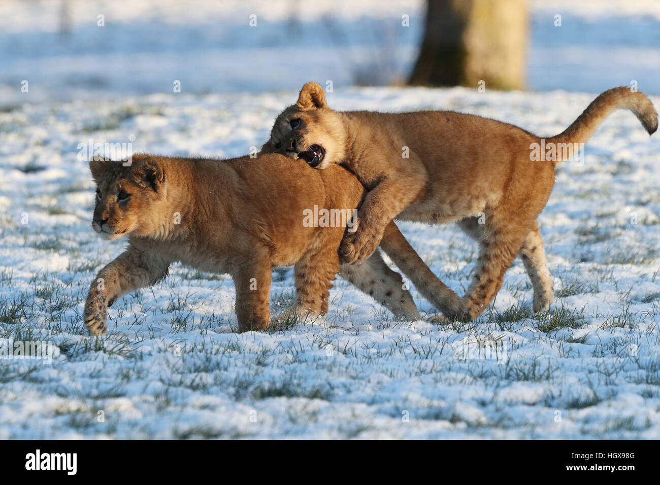 Lion cubs in the snow at Blair Drummond Safari Park near Stirling Stock ...