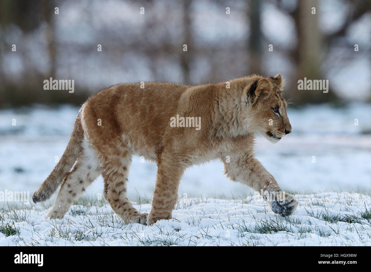 A lion cub in the snow at Blair Drummond Safari Park near Stirling ...