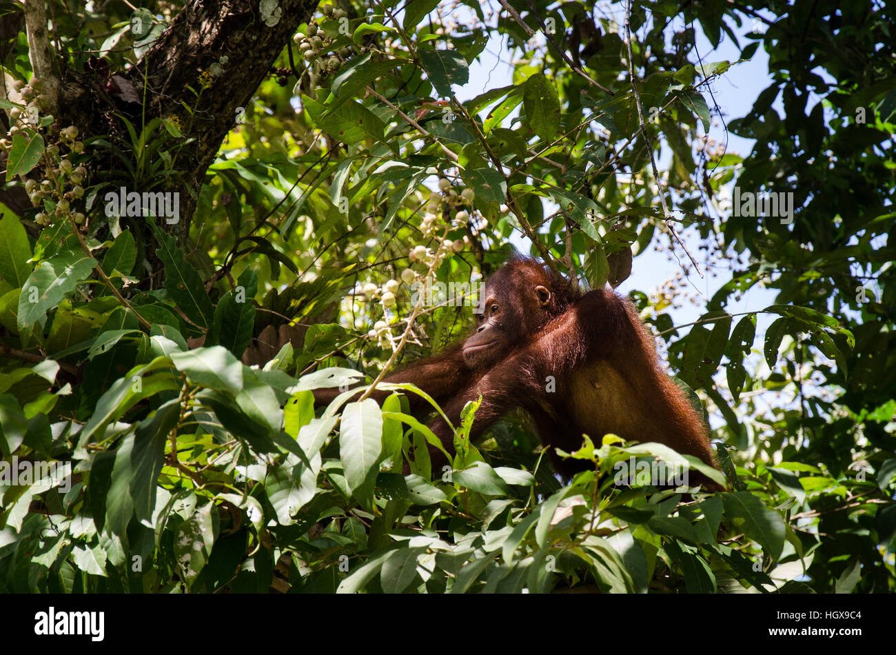 Borneo orang utan young hi-res stock photography and images - Alamy