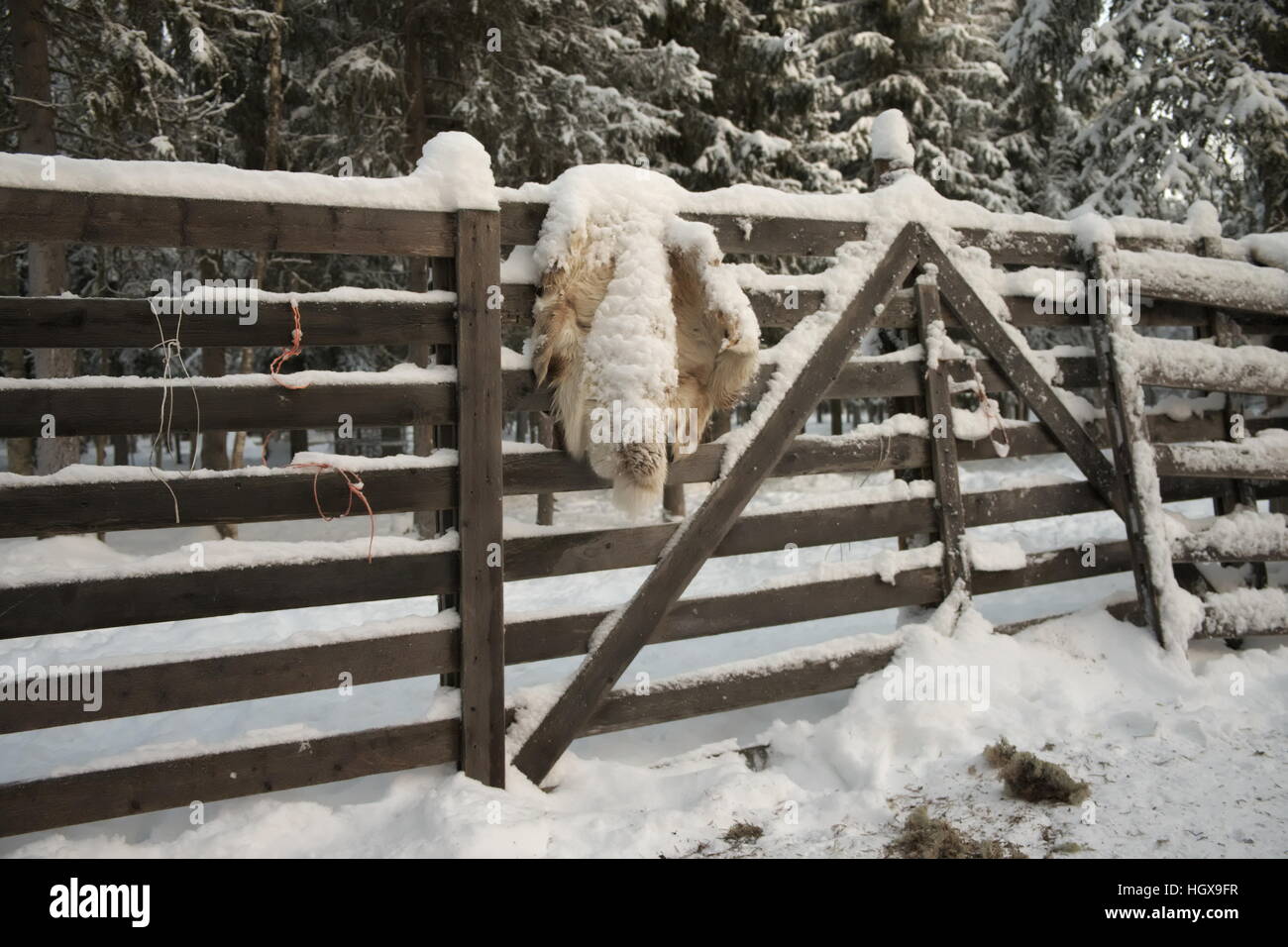 Reindeer skin on fence Stock Photo - Alamy