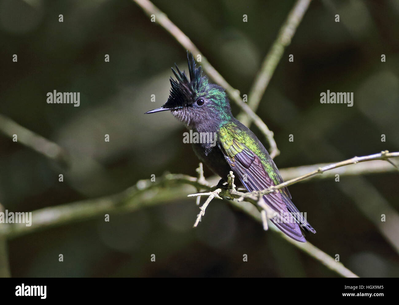 Antillean Crested Hummingbird (Orthorhyncus cristatus exilis) adult ...