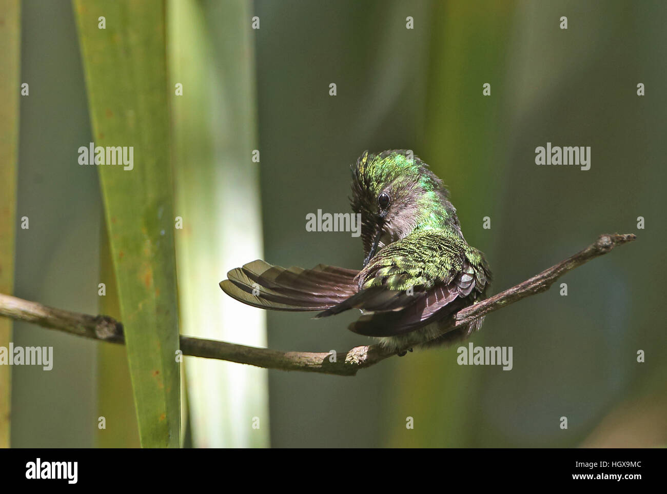 Antillean Crested Hummingbird (Orthorhyncus cristatus exilis) adult ...