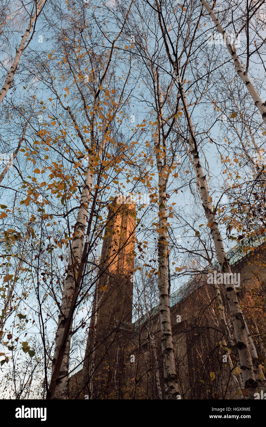 The Tate Modern Gallery and Silver Birch Trees on the Southbank in ...