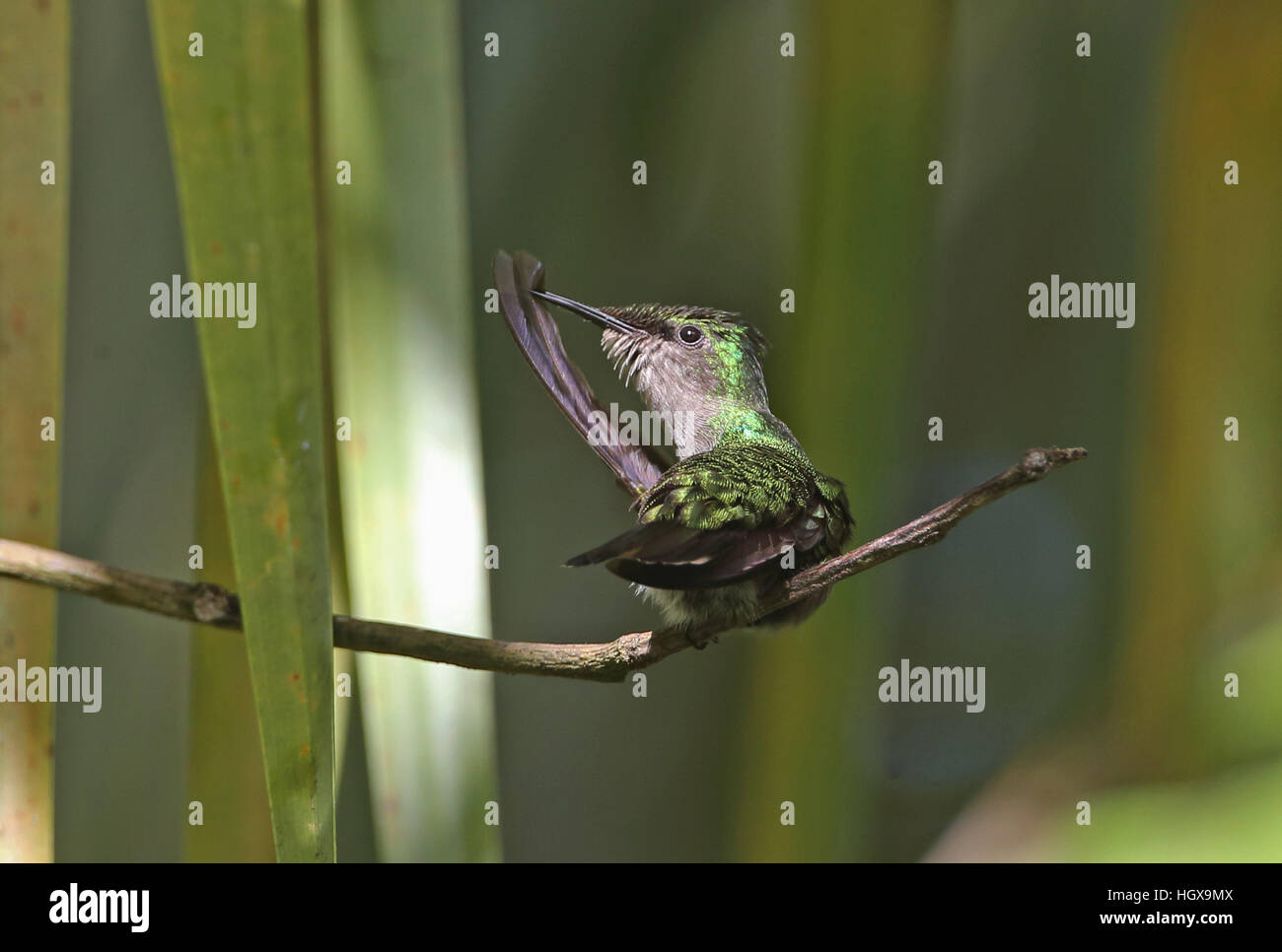 Indian hummingbird hi-res stock photography and images - Alamy