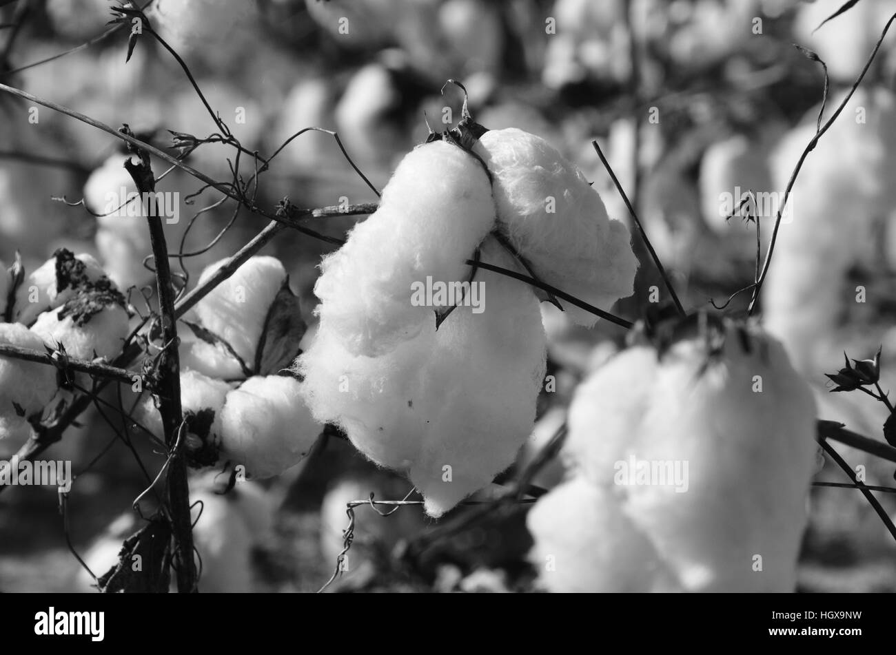 Field of cotton Black and White Stock Photos & Images - Alamy