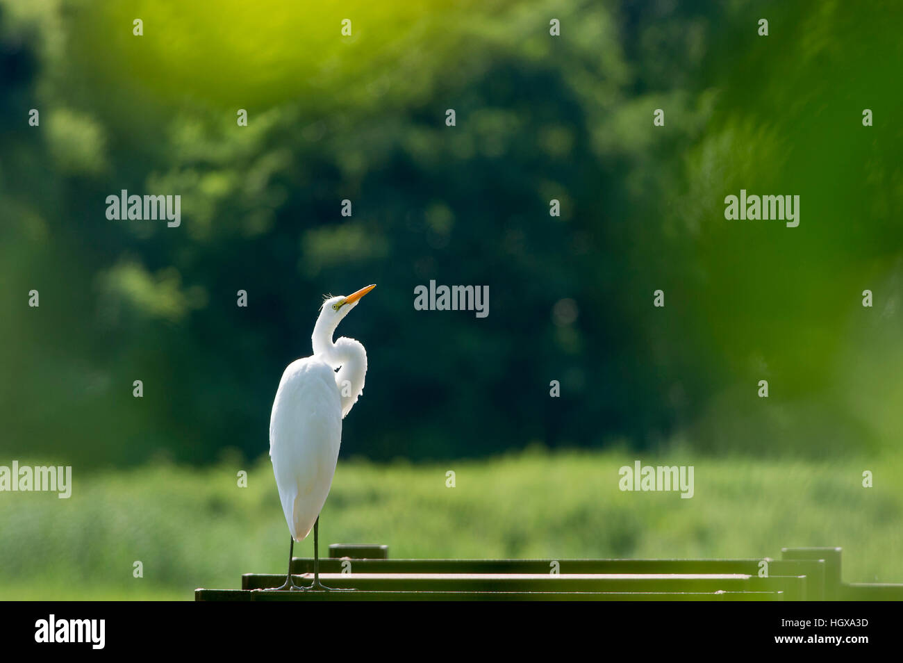 A Great Egret stands with a curious look in front of a green background ...