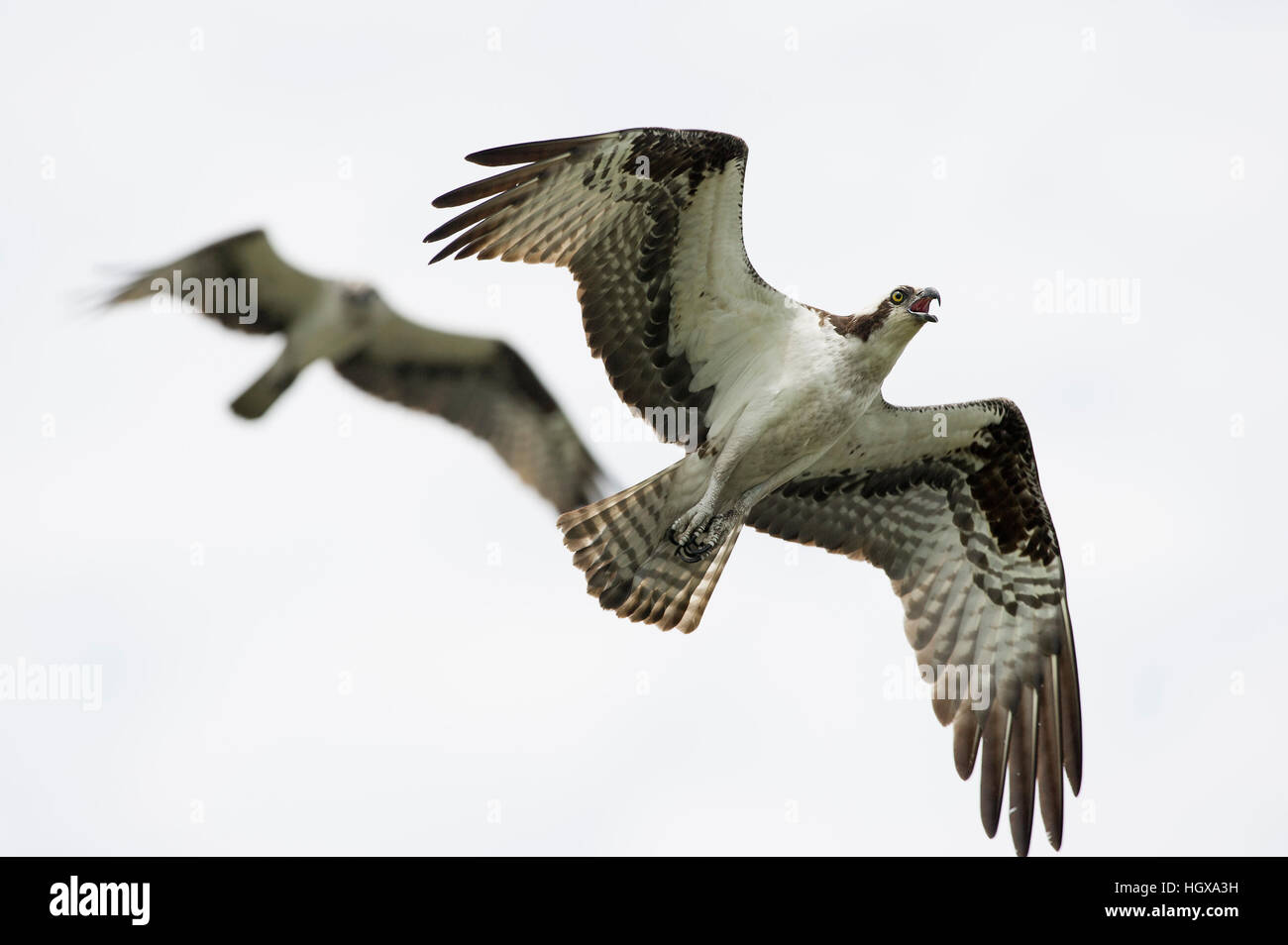 Black and white osprey hi-res stock photography and images - Alamy