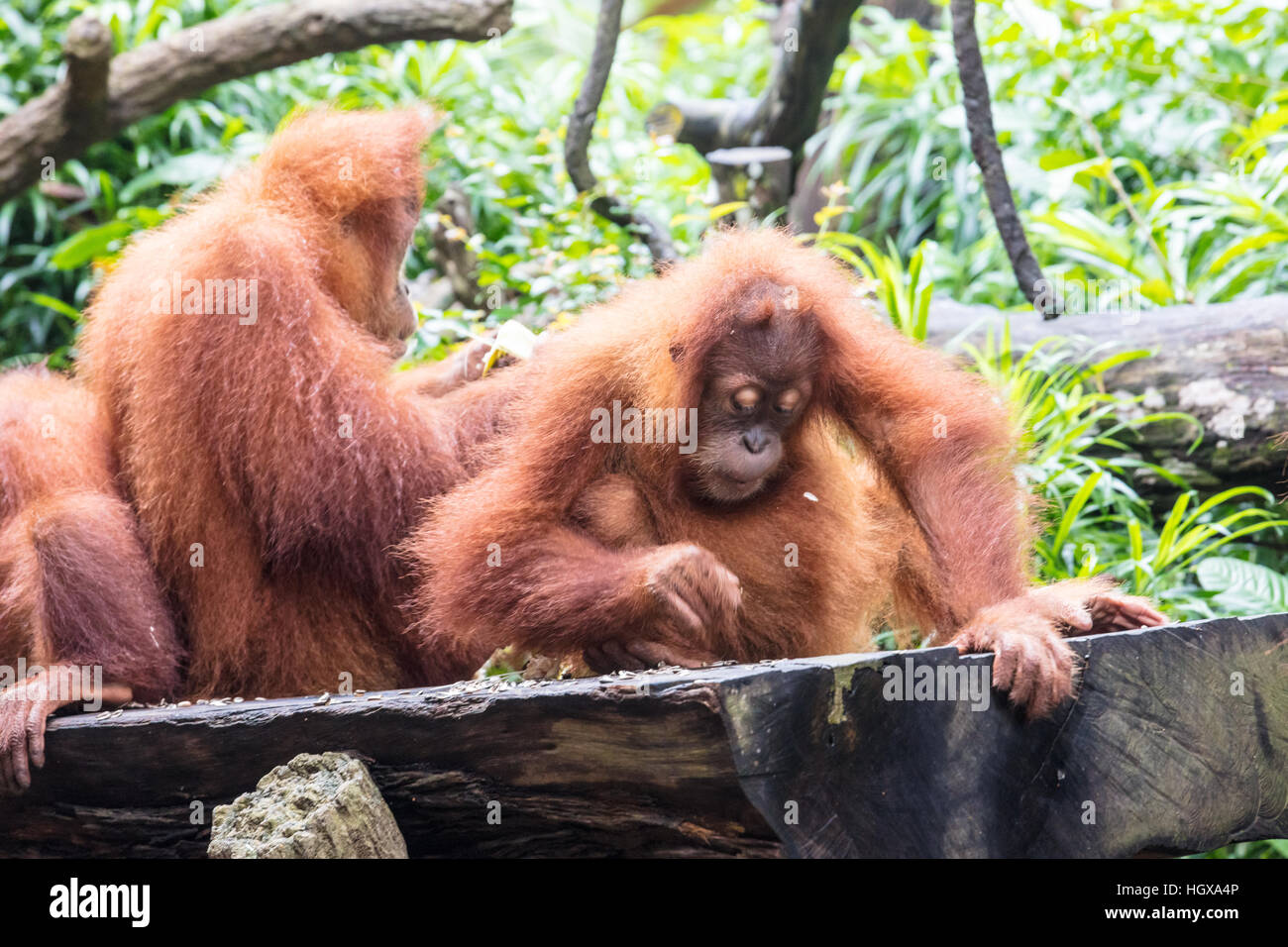 Young orangutans playing in trees Stock Photo - Alamy