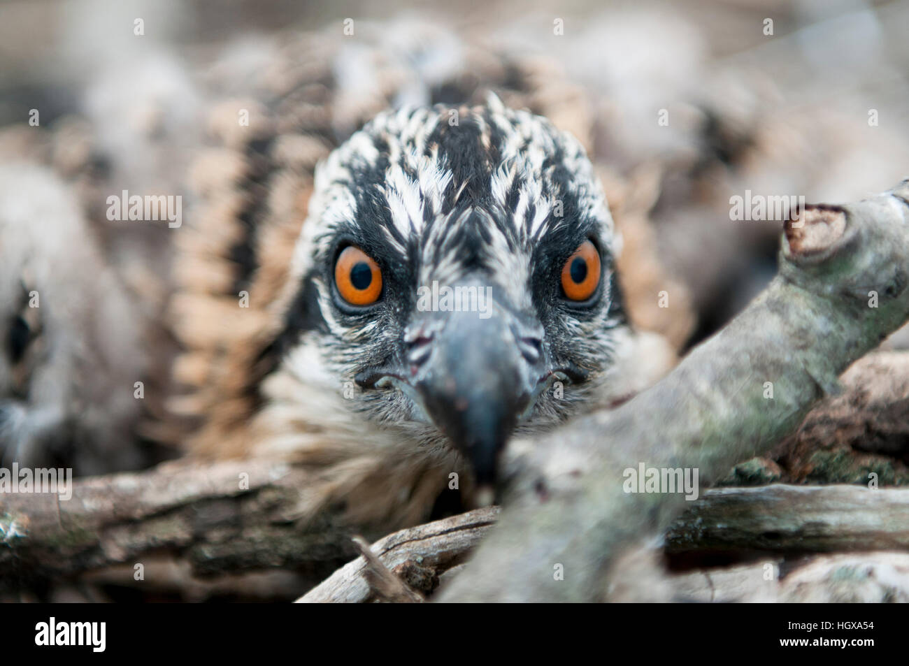 A close up featuring the bright orange eyes of a young Osprey sitting ...