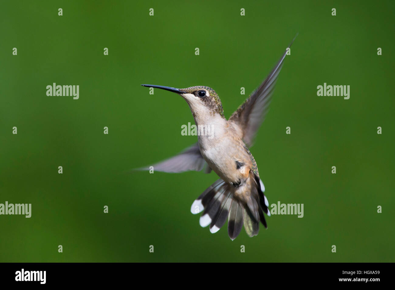 A female Ruby-throated Hummingbird flares its tail as it hovers in ...