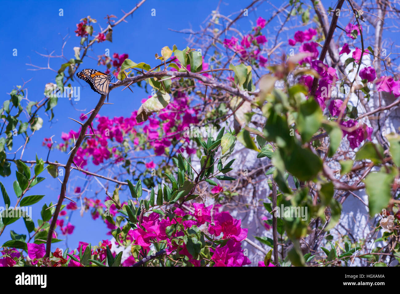 Monarch butterfly visiting blooming bougainvillea hi-res stock ...