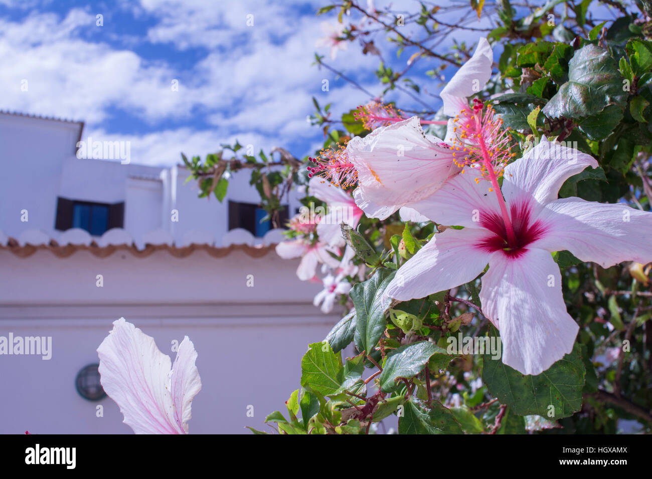 Blooming Hibiscus in Olhos de Agua, Albufeira, Algarve, Portugal ...