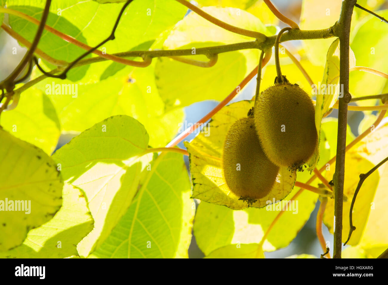 Kiwi Fruit, (Actinidia chinensis Stock Photo - Alamy