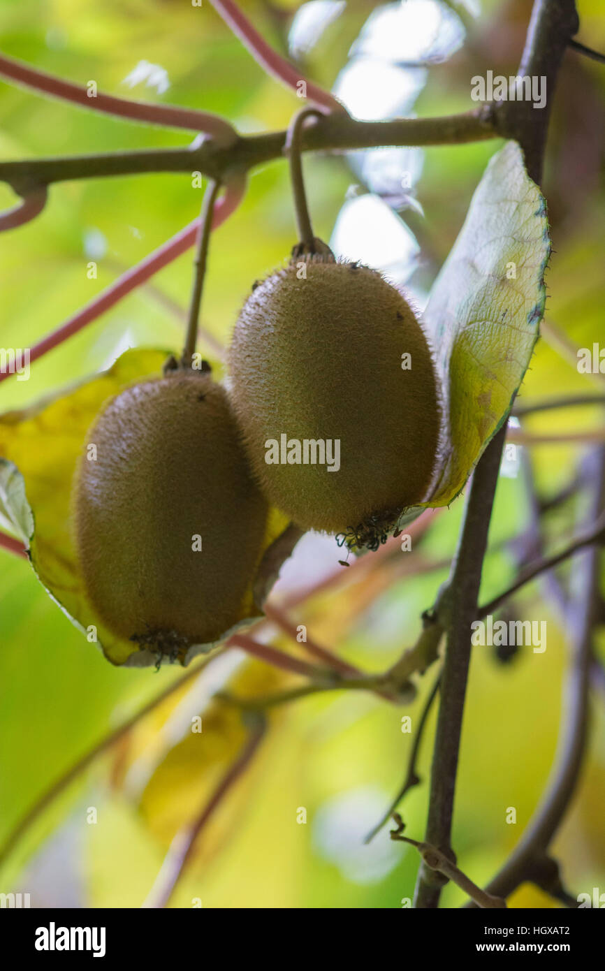 Kiwi fruit actinidia chinensis hi-res stock photography and images - Alamy