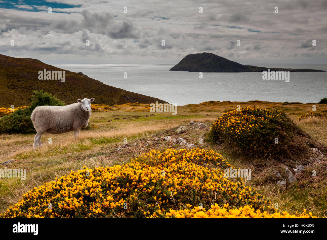 Braich y Pwll, Lynn Peninsula, Wales, UK Stock Photo - Alamy