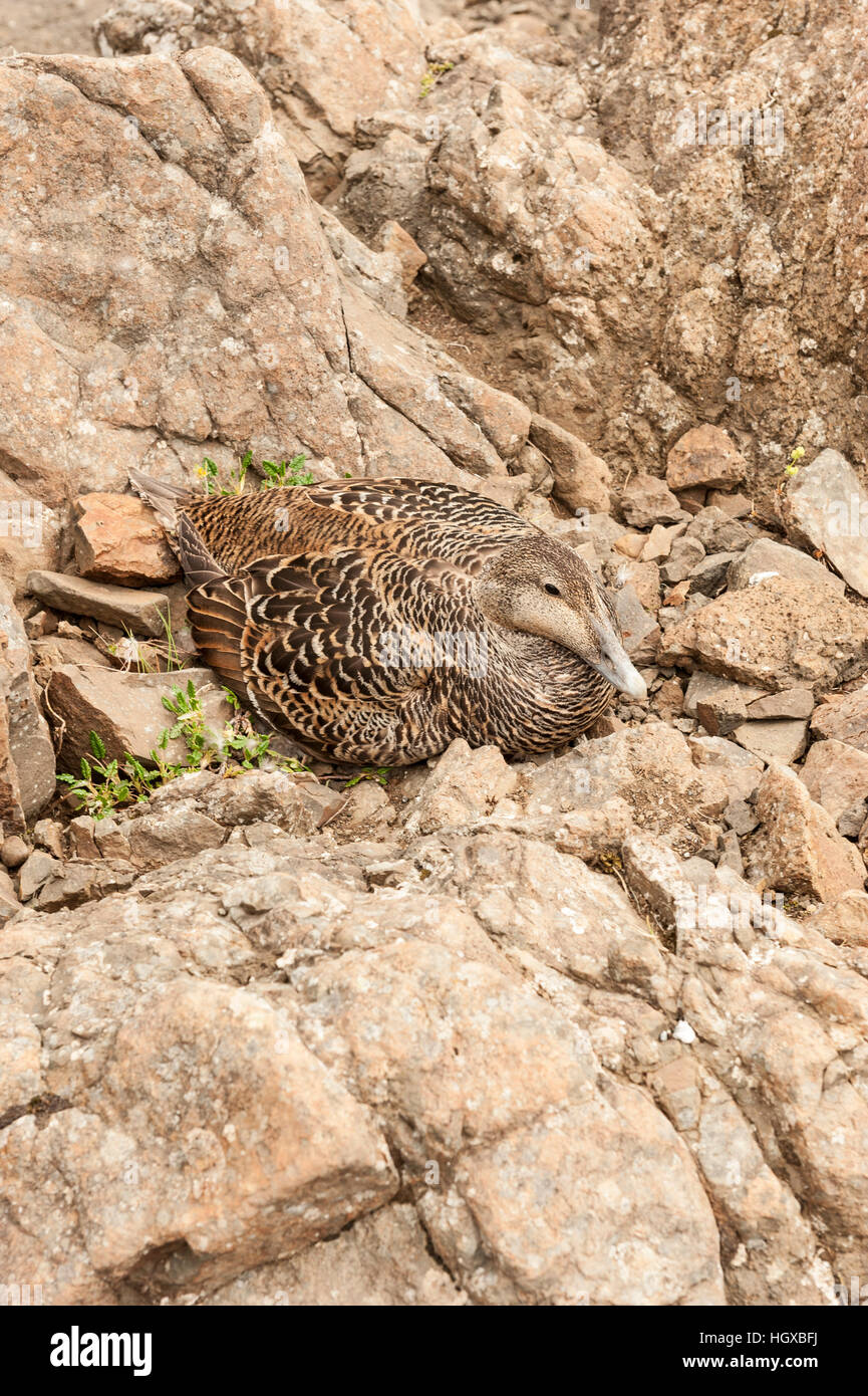Female common eider duck in hi-res stock photography and images - Alamy