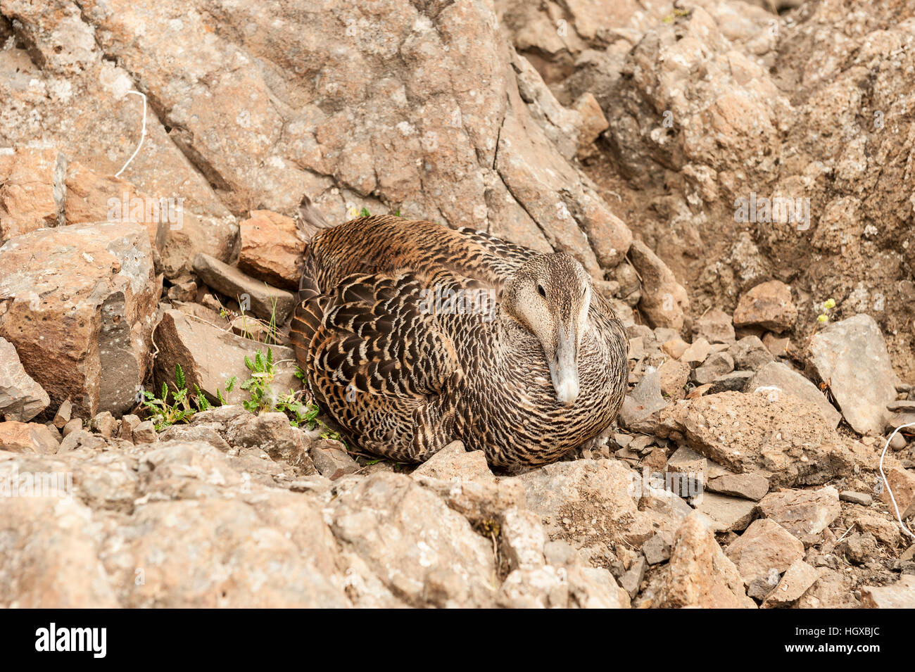 Female common eider duck (Somateria mollissima) sitting on the nest in ...
