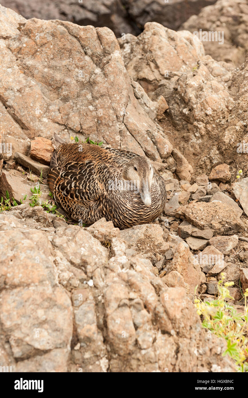 Female common eider duck (Somateria mollissima) sitting on the nest in ...