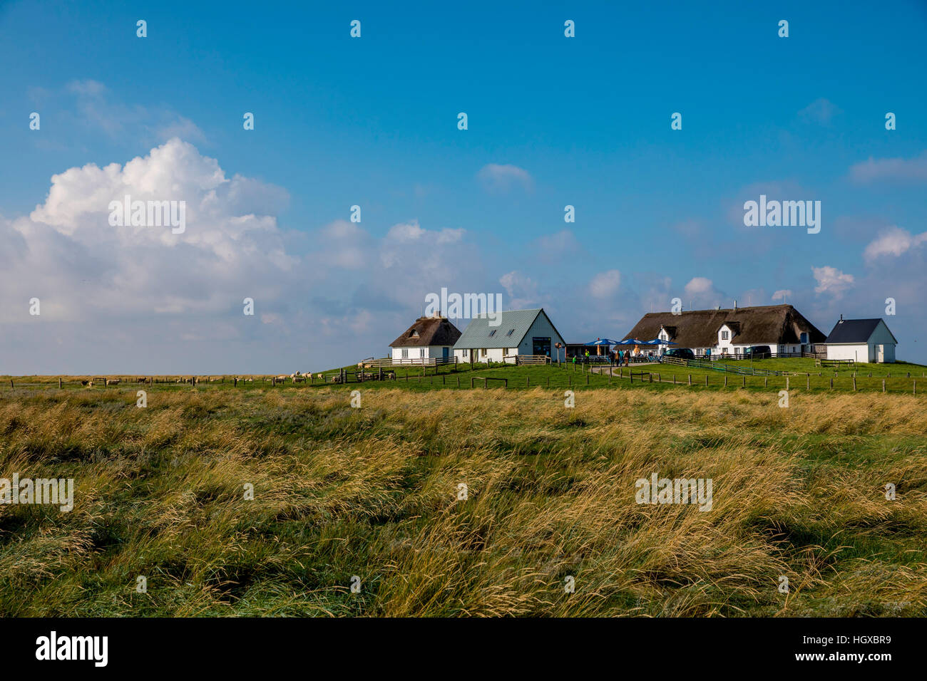 Hamburger hallig hi-res stock photography and images - Alamy