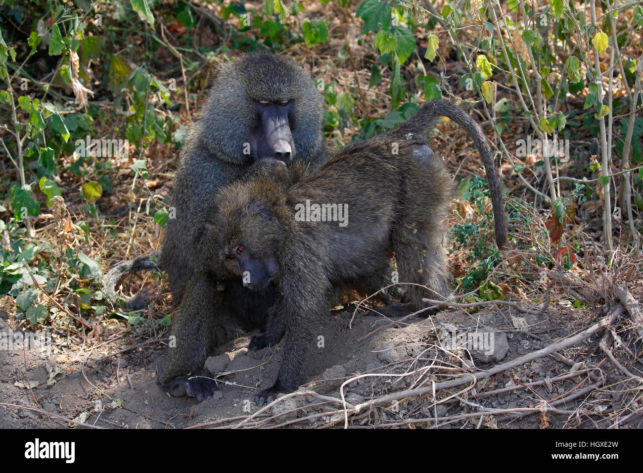 Paviane, Anubispaviane (Papio anubis) beim Lausen, Lake Manyara ...